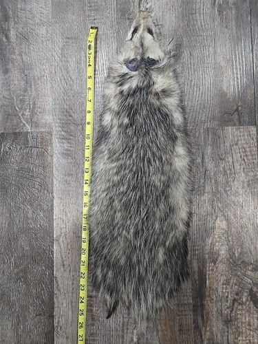 Opossum Possum Skin Pelt Taxidermy Fly Tying Material Dubbing Fur Craft ...