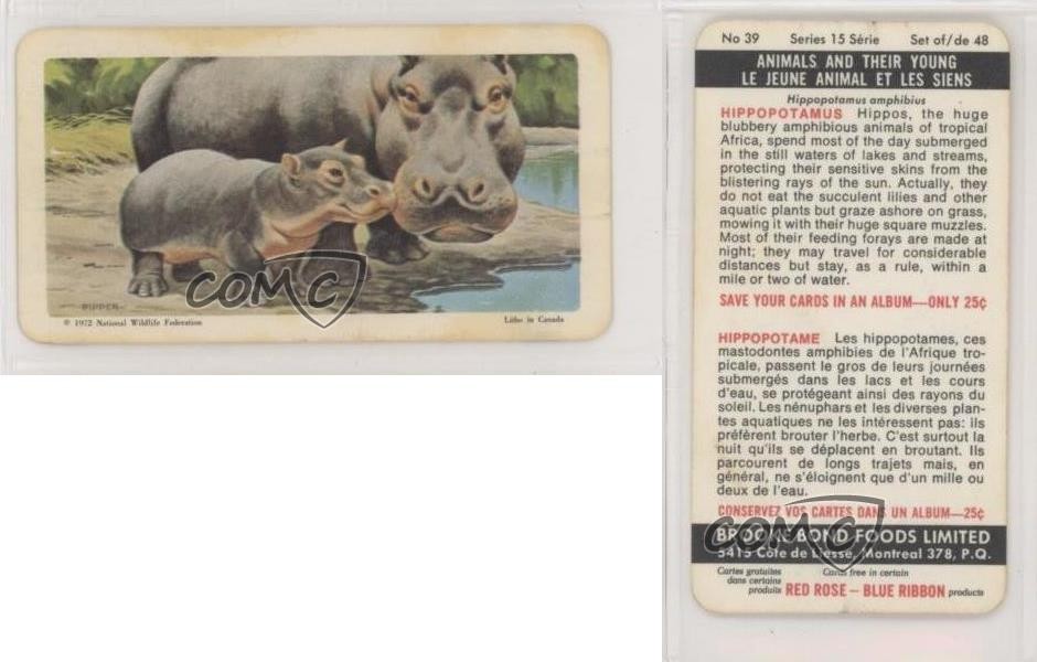 1967 Brooke Bond Red Rose Animals and Their Young Tea Hippo potamus #39 ...