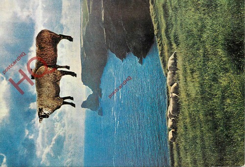 Picture Postcard- Flying Sheep, Robin Holtom, Pastures New | eBay UK