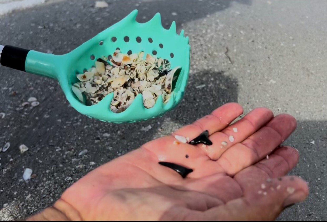 Rock Scooper, Sea Shell Scoop, Shark Teeth, Gift, Rock Collect, Rock ...