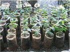 Flacourtia indica, Ramontchi, Governor’s Plum Fruit Tropical Plant - 10 ...