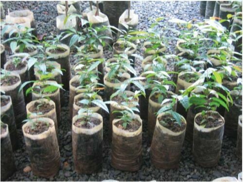 Flacourtia indica, Ramontchi, Governor’s Plum Fruit Tropical Plant - 10 ...