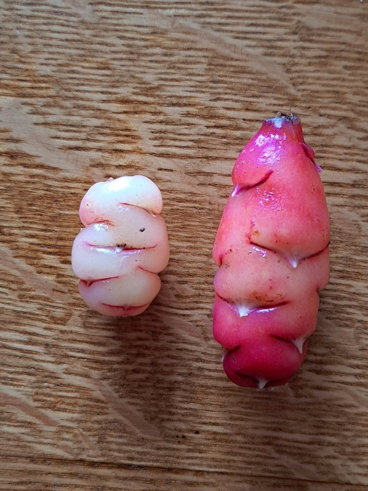 Oca (Oxalis tuberosa): RARE tuber vegetable "Wishkah" 2x tubers regular ...