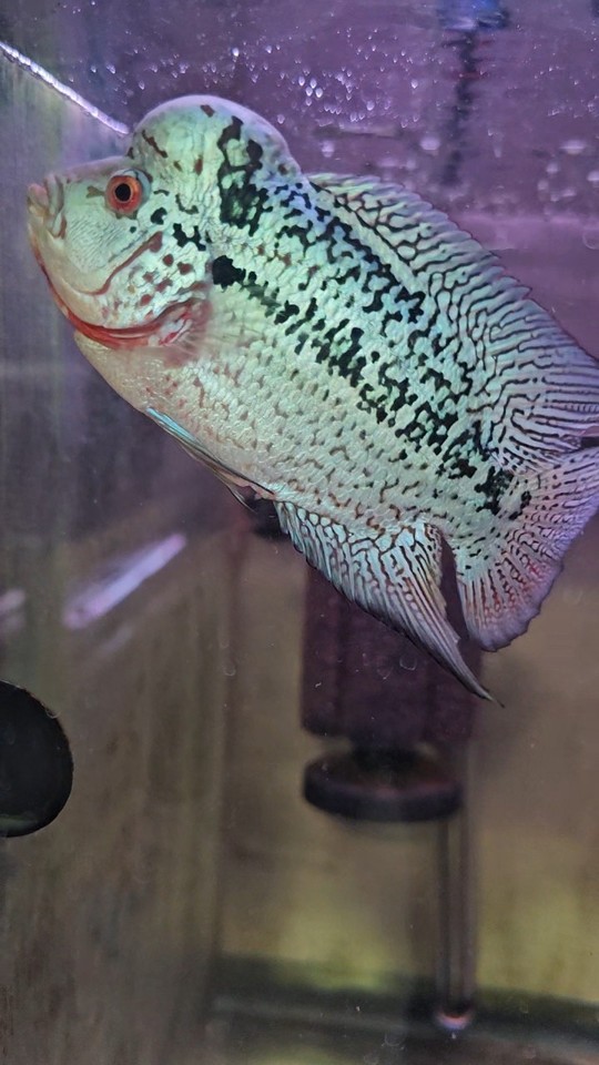 Kamalau (KML) Flowerhorn Live Fish Male | eBay