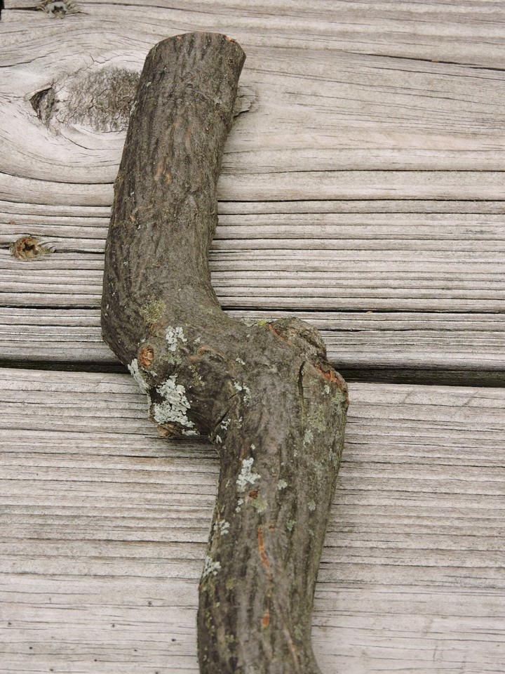 20" Hickory Wood Stick Wand Bird Perch Carving Blank Crafts Crooks 1"D ...