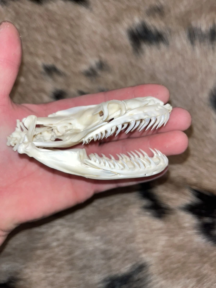 Burmese Python Skeleton