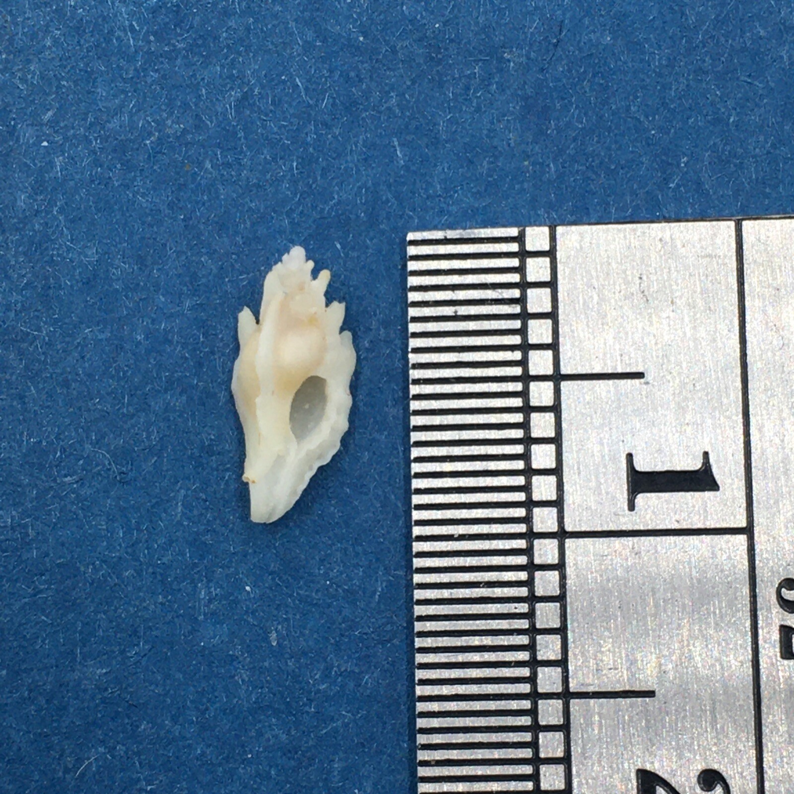 #4 Tripterotyphis lowei colemani Rare 8.8mm Broome W. Australia On Sand ...