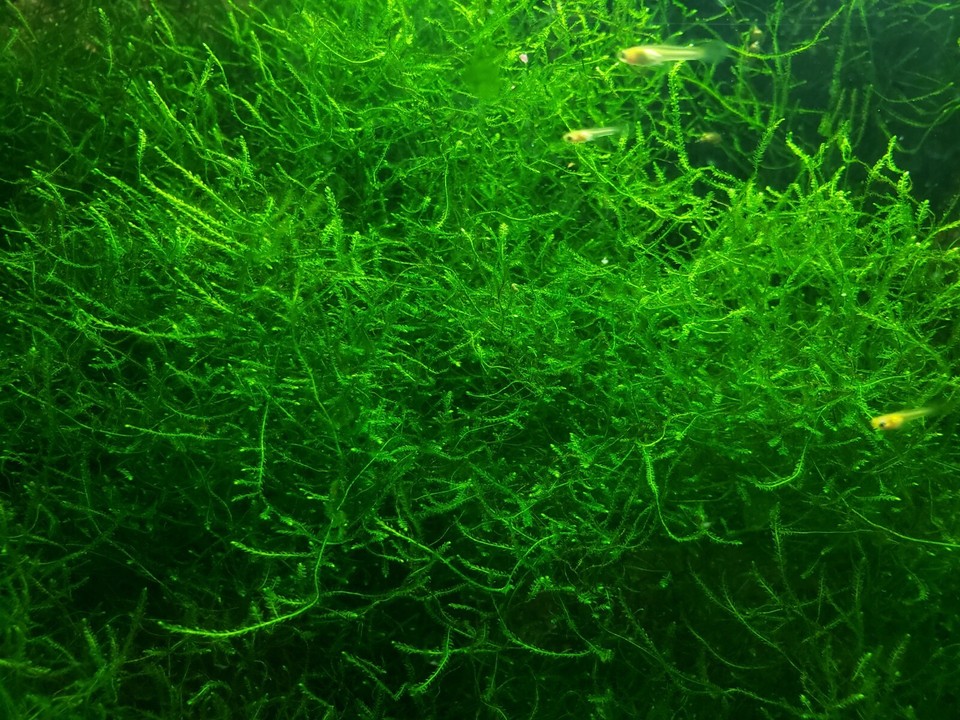 Java Moss / Taxiphyllum barbieri. Easy Low Light Aquarium Plant | eBay
