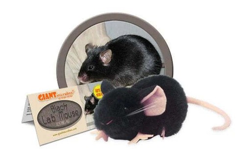 Black Lab Mouse (C57BL/6) Giant Microbes Plush | eBay