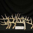 3, 5, 10 Pounds Premium A Grade Bulk Whitetail Deer Antlers - No ...