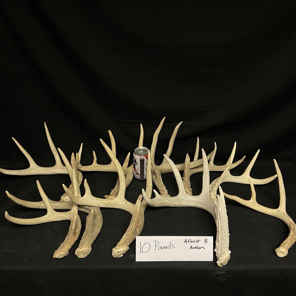 3, 5, 10 Pounds Premium A Grade Bulk Whitetail Deer Antlers - No ...