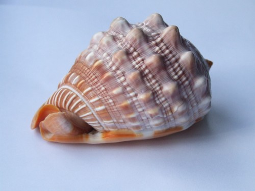 Natural Bull's Mouth Helmet Conch Shell Coral Sea Snail Fish Tank Décor ...