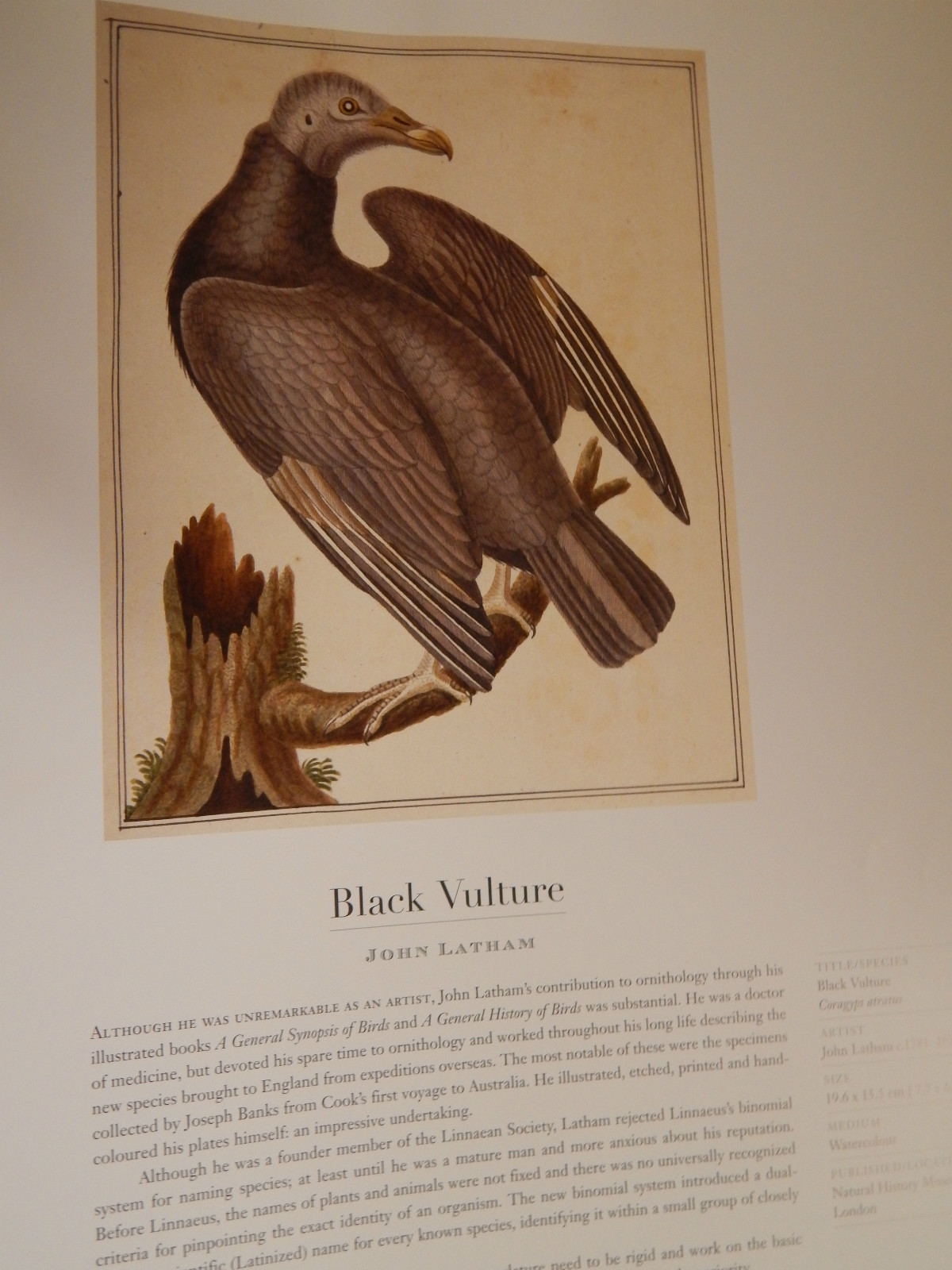 Birds Katrina Cook Large Hardback Paintings Drawings Sketches ...