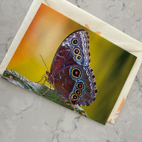 Blue Morpho Butterfly Blank Card With Matching Envelope Colorful | eBay