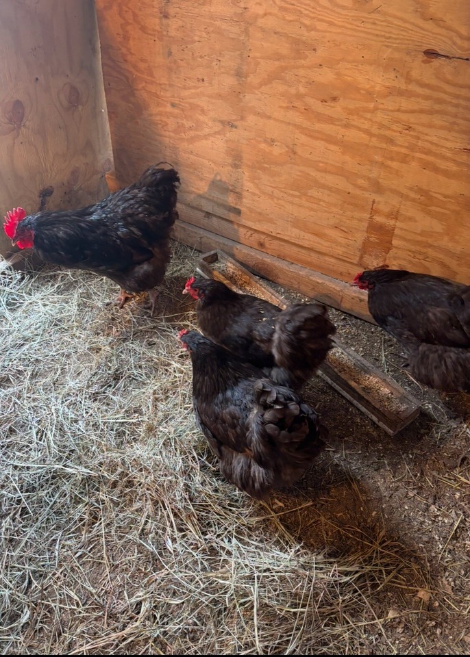 6 Orpington Eggs Blue Mottled, Jubilee, Chocolate | eBay