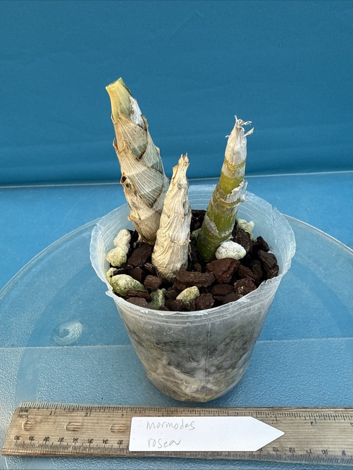 Mormodes rosea Dormant Pink Flowers Orchid Species 4.5” Pot | eBay