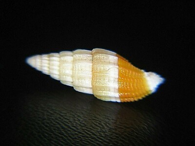 VEXILLUM MILITARE: DEEP-WATER RARE MITRA @ 15.39MM-THE BEST PRICE ON ...