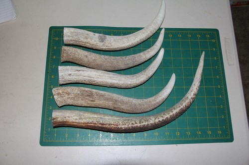 5 Large Dense Hard white Elk tines / sheds antlers moose dog chews 225 ...