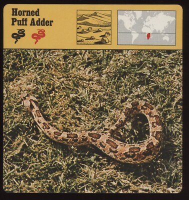 Horned Puff Adder Snake Safari Cards Rencontre Reptiles | eBay