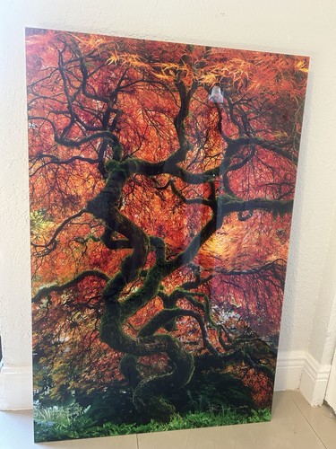 Peter Lik Infinity Tree, 100 cm, 680 of 950, Certificate Of ...