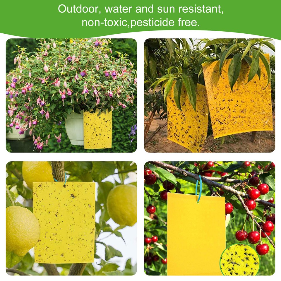 Sticky Fly Glue Trap Yellow Paper Trap Fruit Flies Insect Mosquitoes ...