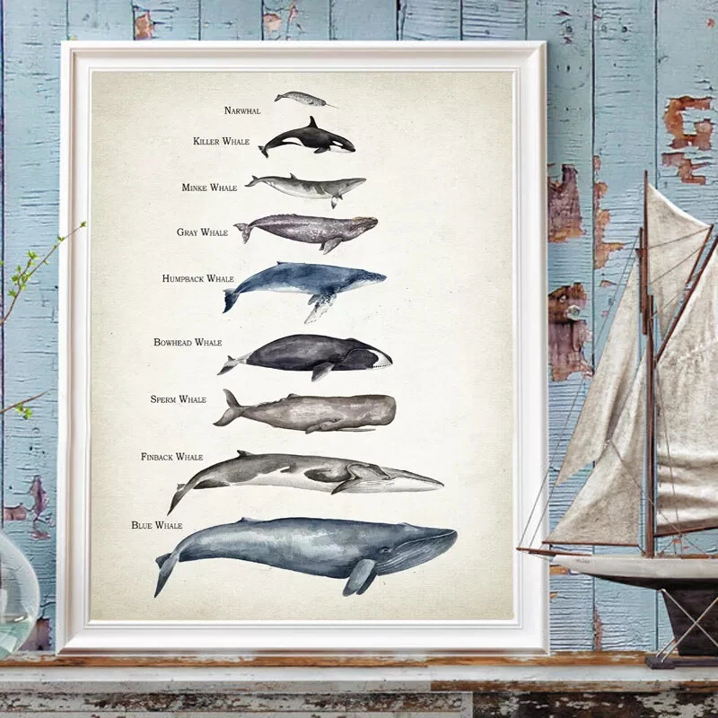 Blue Whale Size Comparison Chart