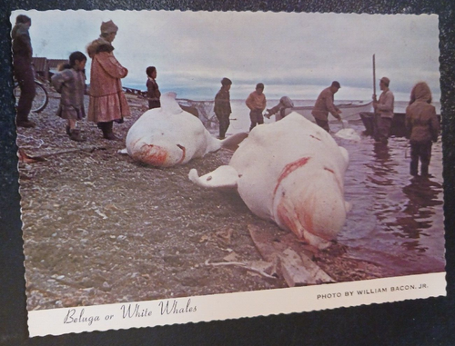 vtg postcard Beluga Or White Whales Native Culture Hunting Eskimo ...