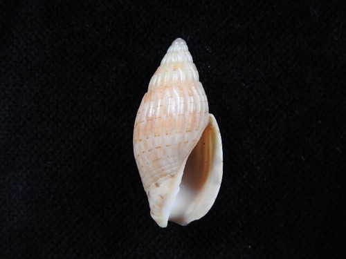 Sea shell Lyria brianoi 31.1mm ID#6963 | eBay