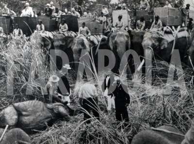 Vintage Press Photo Animals, Rhino Hunting With The Queen, 1961, Print ...