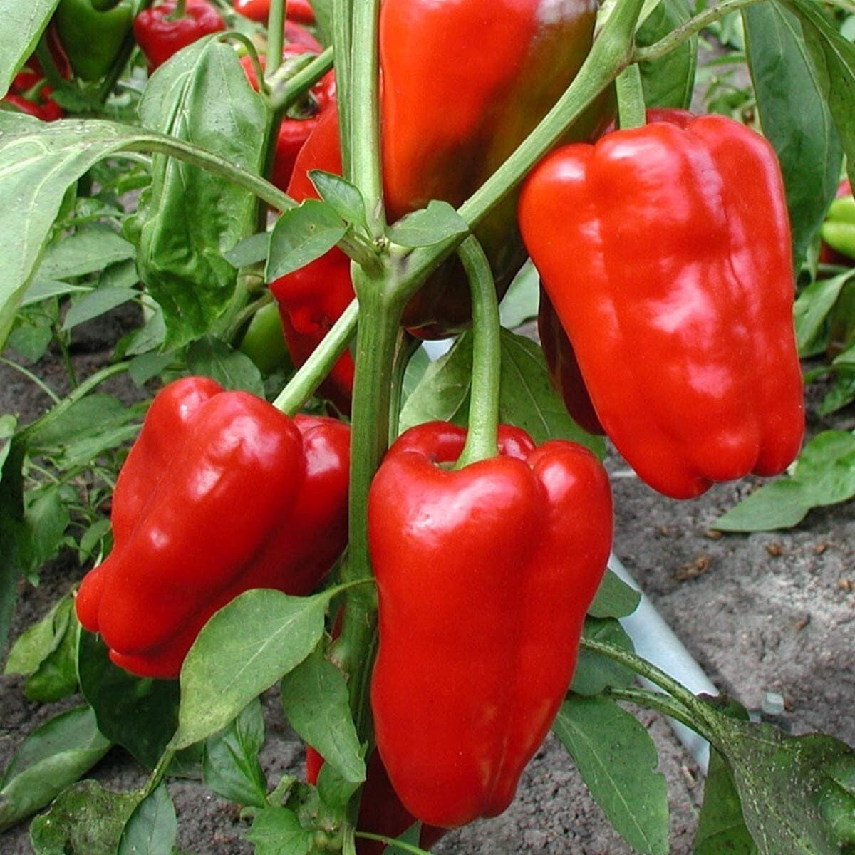 Red Bell Pepper 12 Seeds Heirloom Non GMO Free Domestic Ship | eBay