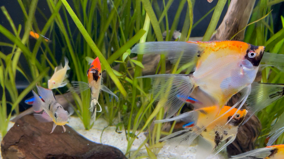 Freeze Dried Tubifex Discus Worm Cubes Fish Food Alternative To Black ...