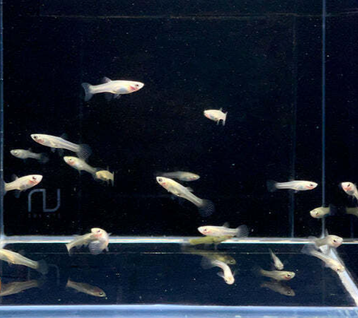 10 ~ GUPPY Juvenile Fry Peaceful Livebearers Mixed Colors Freshwater ...