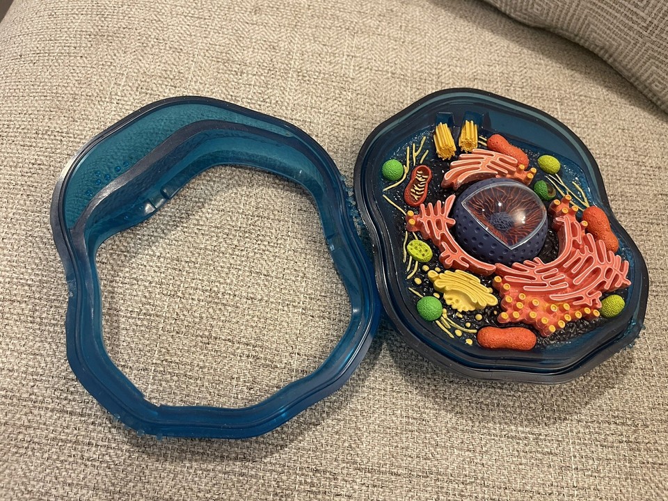 Animal Cell 4D Model Tedco Toys 26700 4D Science Animal Cell Model | eBay