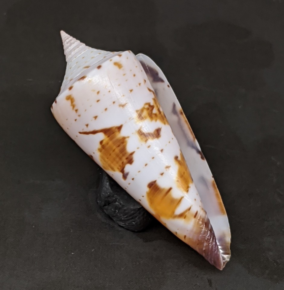 Conus (Strategoconus) generalis krabiensis 38mm CONIDAE General Cone ...