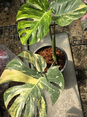 Monstera thaicon tricolor miracle Rare | Not Philodendron Not Anthurium ...