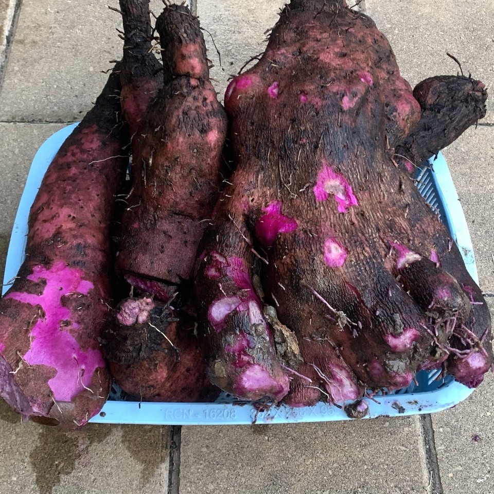 Purple Yam, Greater Yam, Ube Yam, - Bulbils, Seeds, Organically Grown ...