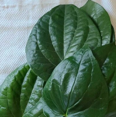 Fresh Organic Betel Leaf (Paan patha) - 110 Leaves - Free Shipping from ...
