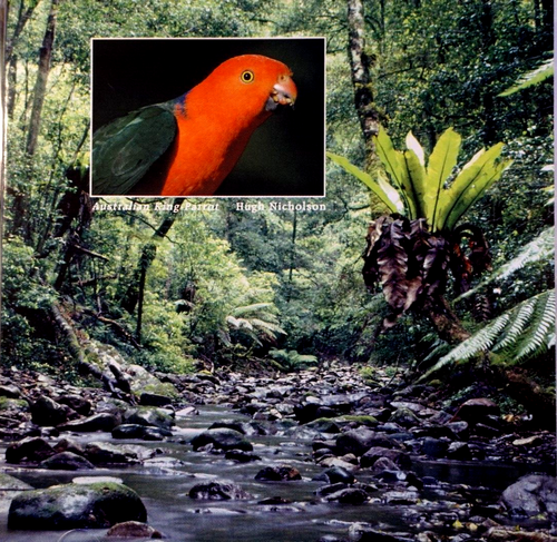 Australian Bird Calls - Favourites, Nature Sound - CD, VG | eBay