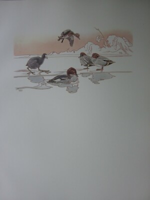1937 TALBOT KELLY BIRD PRINT ~ TEAL COOT GOLDEN-EYE ON THE ICE | eBay ...