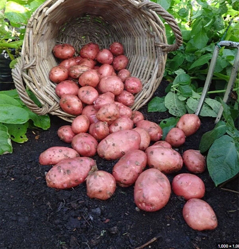 Certified Seed Potatoes -Scottish Basic Seed Potatoes X12 Tubers for ...