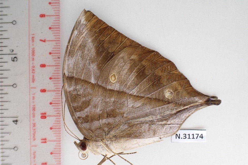 N31174. Insects, butterflies: Nymphalidae sp. South Vietnam | eBay