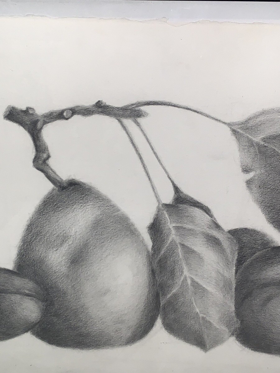 Pear Drawing Pencil
