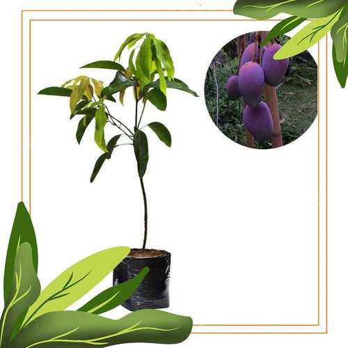 Grafted Irwin Mango Fruit Tree Fast Shipping | eBay