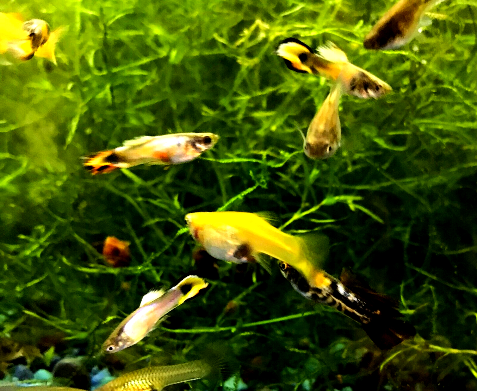 Fancy Mutt Guppy LIVE FRY PACK - 25+ Home Raised - Spring Shipping ...