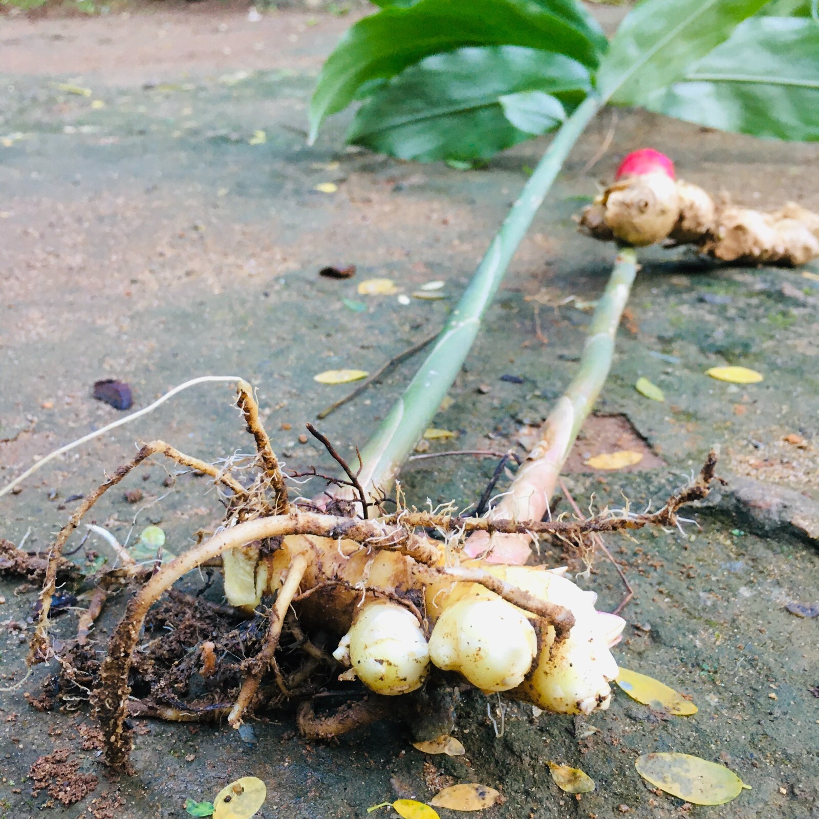 4 Shampoo Ginger Awapuhi Live Rhizomes Ready to Plant Roots Ceylon | eBay