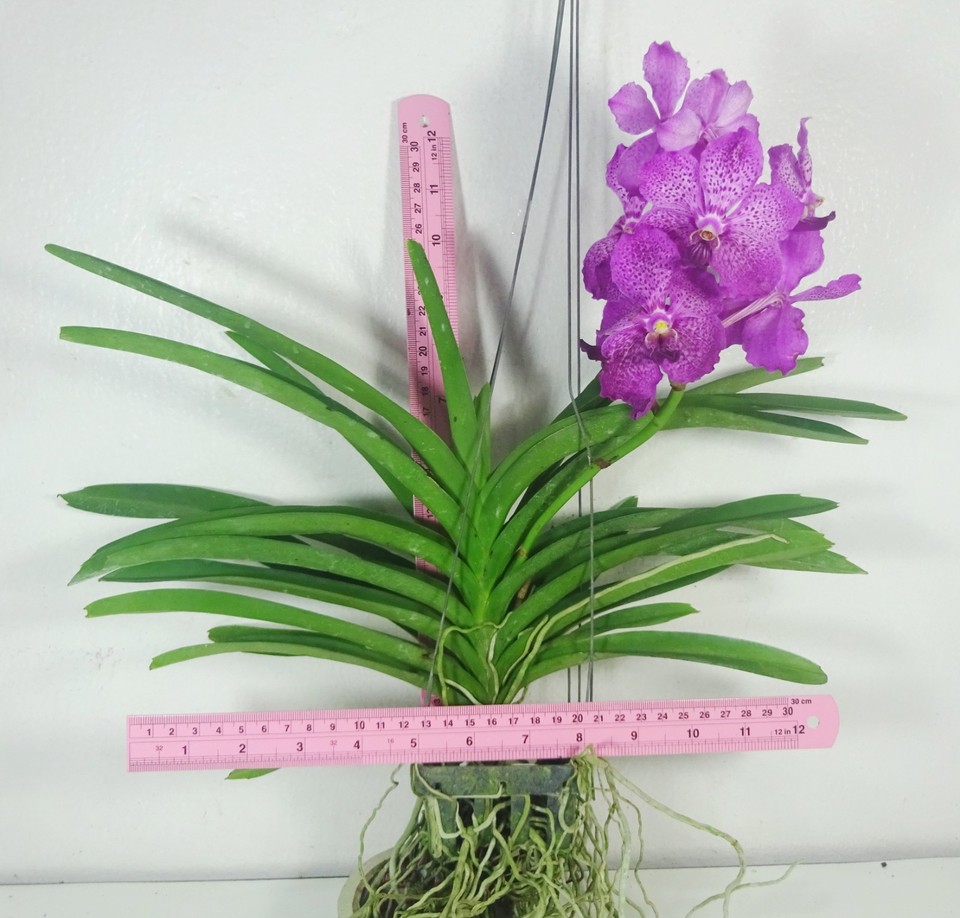 Vanda Gordon Dillon x Vanda Mimi Palmer, Flowering Size Orchid Plant ...