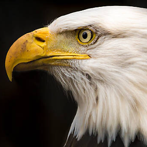Southern Eagle Sales | eBay Stores