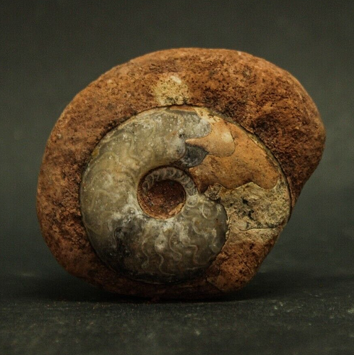 120 gr Amazing Ammonite Fossil Calcite From Timor Leste | eBay