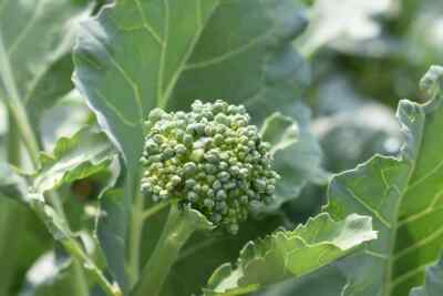 Broccoli Raab Seeds, Early Spring Rapini, Rabe, NON-GMO, FREE SHIPPING ...