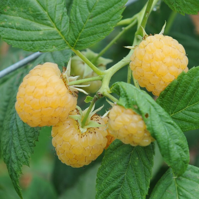Golden Raspberry Plants